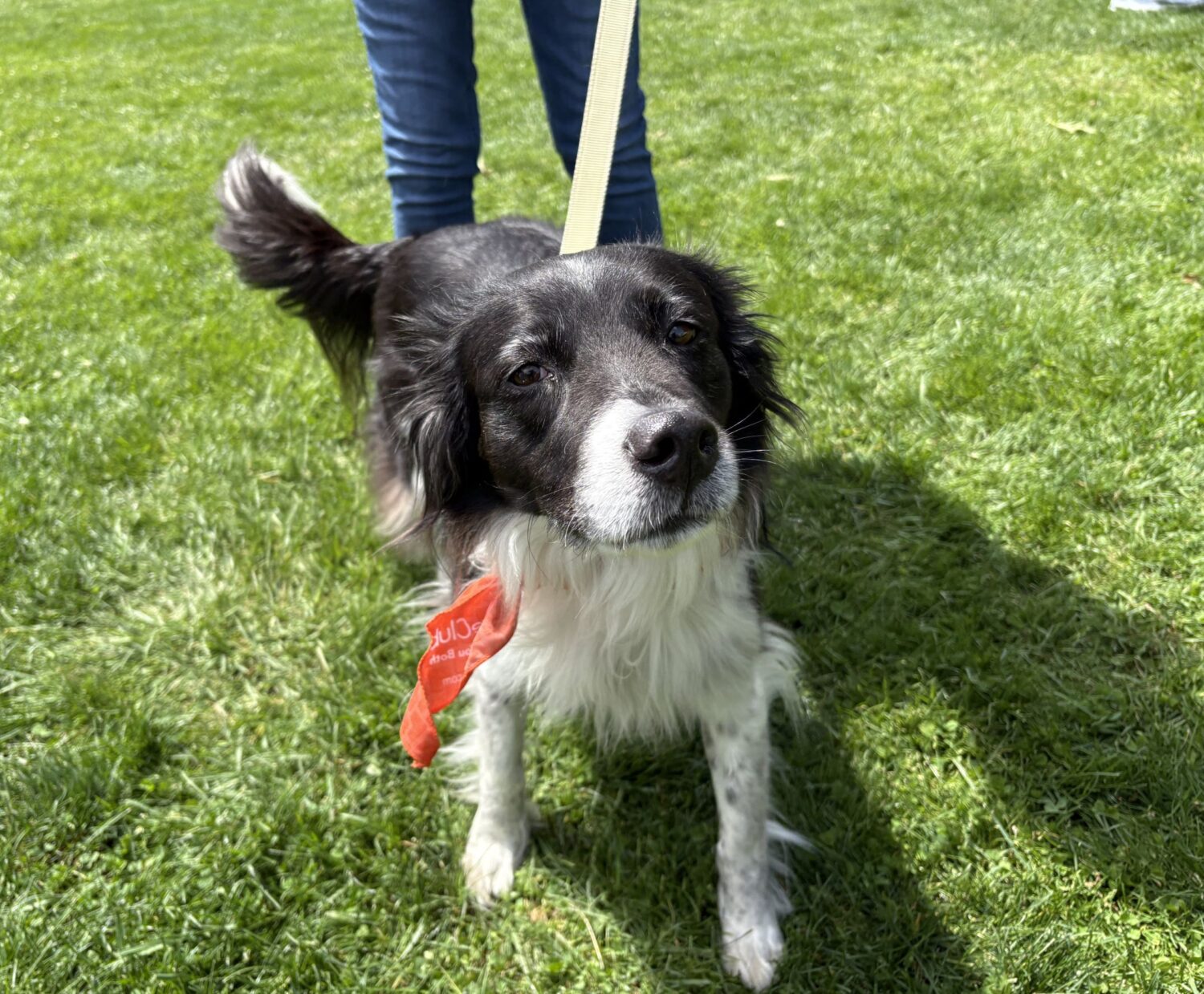 Every pup had its day at Rotary Club of Newton’s Dog Fest and Parade ...
