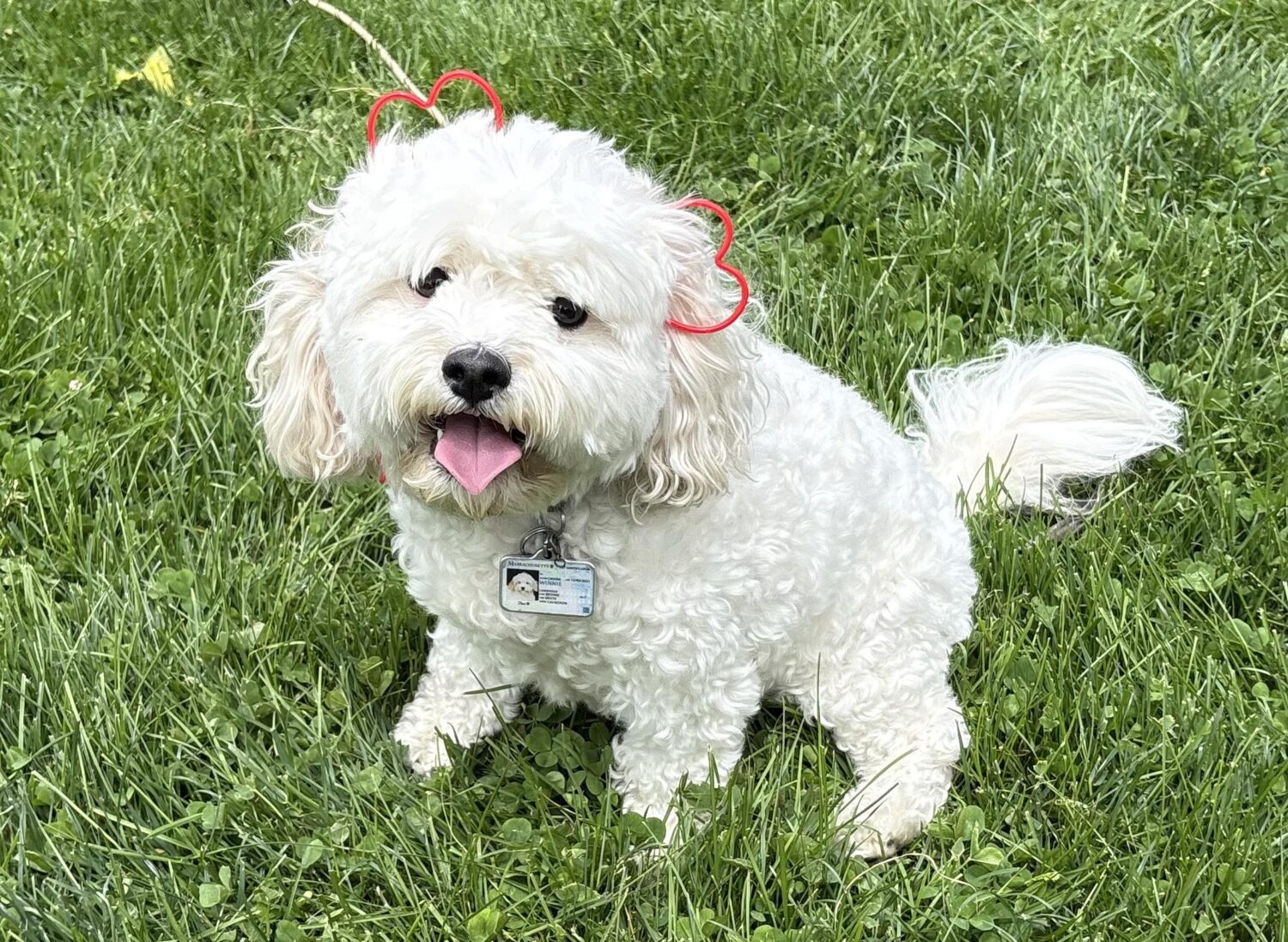 Every pup had its day at Rotary Club of Newton’s Dog Fest and Parade ...